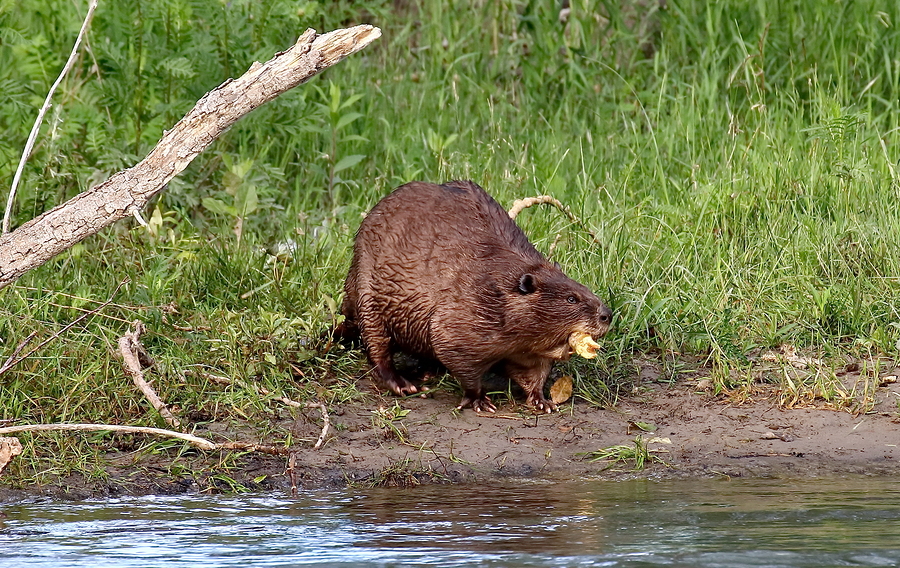 Edwards | Chase Wildlife